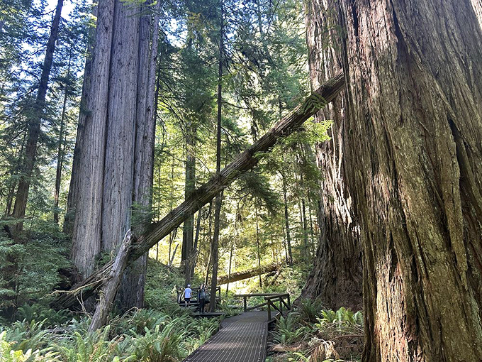 The Grove of Titans boardwalk lets you explore without leaving footprints, while these ancient trees leave permanent impressions on your soul.