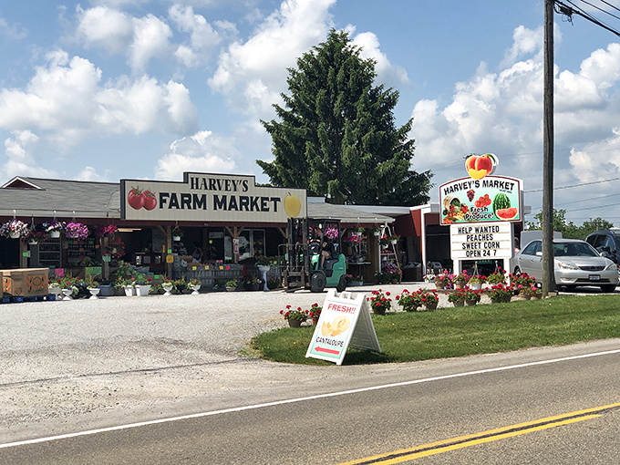 Harvey's Farm Market &ndash; where "seasonal eating" isn't a trendy concept but simply how things have always been done right.