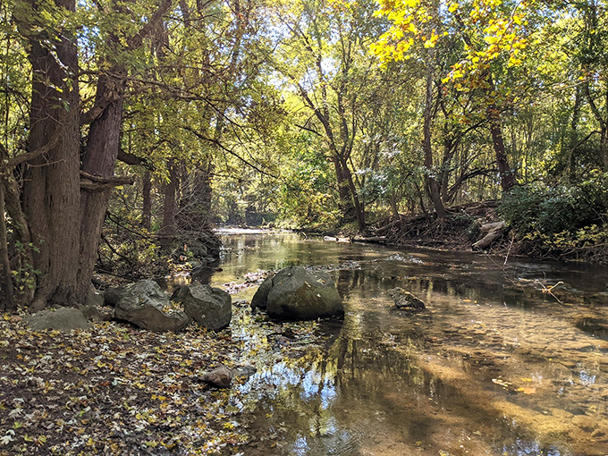 Honey Creek meanders through dappled sunlight, creating a woodland sanctuary. Those rocks have witnessed centuries of flowing water and changing seasons.