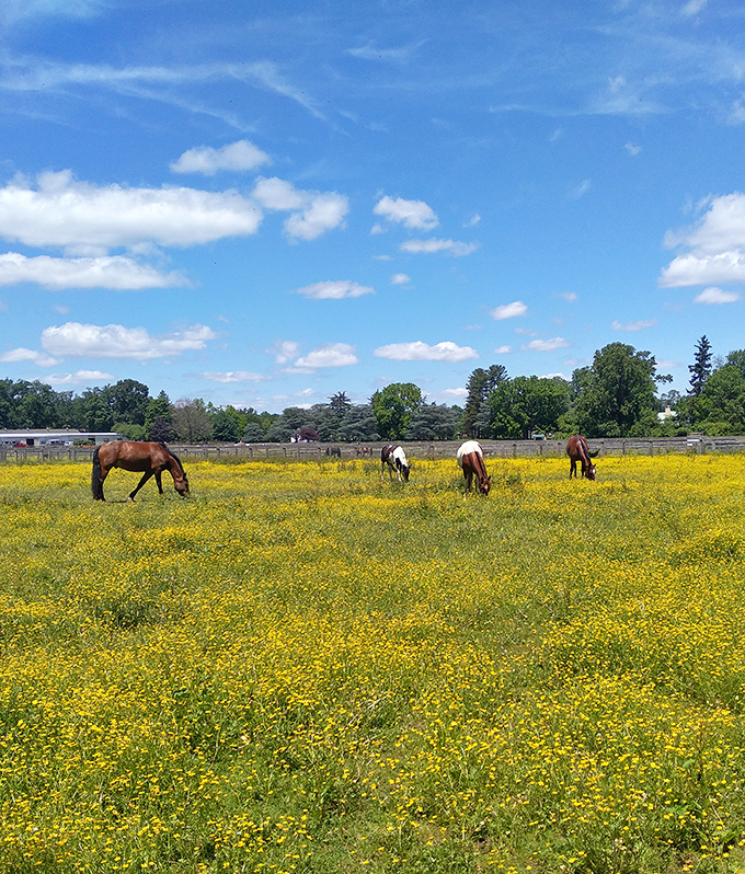 Horses grazing in a sea of wildflowers &ndash; proof that sometimes the most luxurious dining experiences aren't found in five-star restaurants.