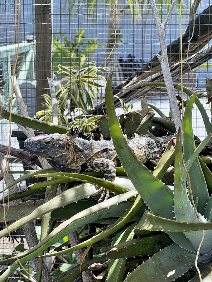 This iguana at Iguanaland is clearly living its best prehistoric life, sunning itself on aloe plants like a tiny, judgmental dragon from a Florida fairytale.