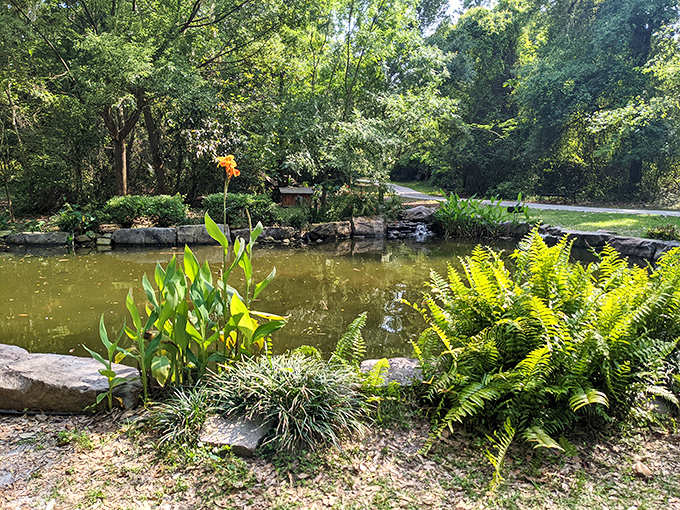 A peaceful pond garden where ferns and flowering plants create the kind of tranquil setting that makes blood pressure medications seem redundant.