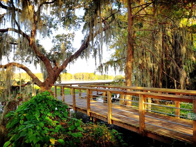 Spanish moss drapes these boardwalks like nature's own decorating team, creating pathways that feel both wild and welcoming.
