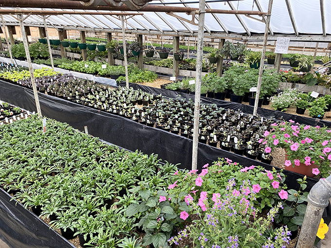 Little Bird Plants' greenhouse bursts with botanical possibilities, where even notorious plant-killers might find hope for their brown thumbs.
