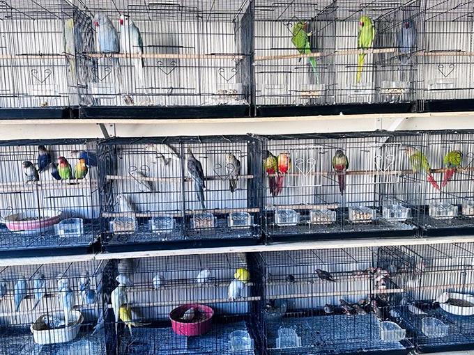 A rainbow of feathers and chirps&mdash;the bird section offers companionship in small packages, each cage a potential new friendship.