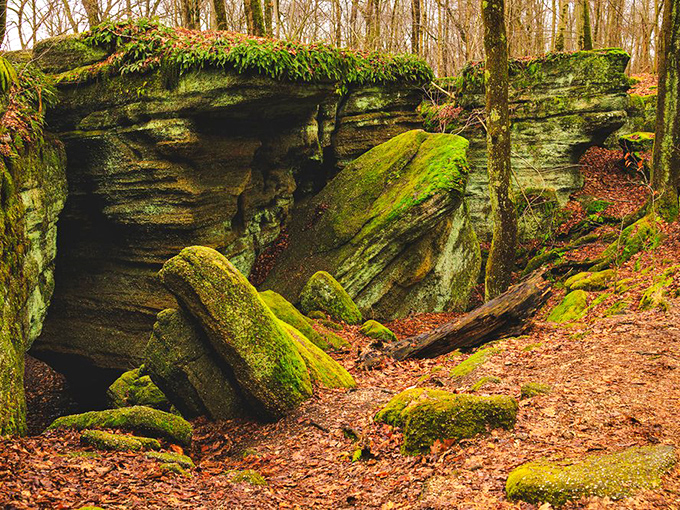 Nature's velvet upholstery on full display. These moss-draped boulders look soft enough to nap on, though I wouldn't recommend testing that theory.