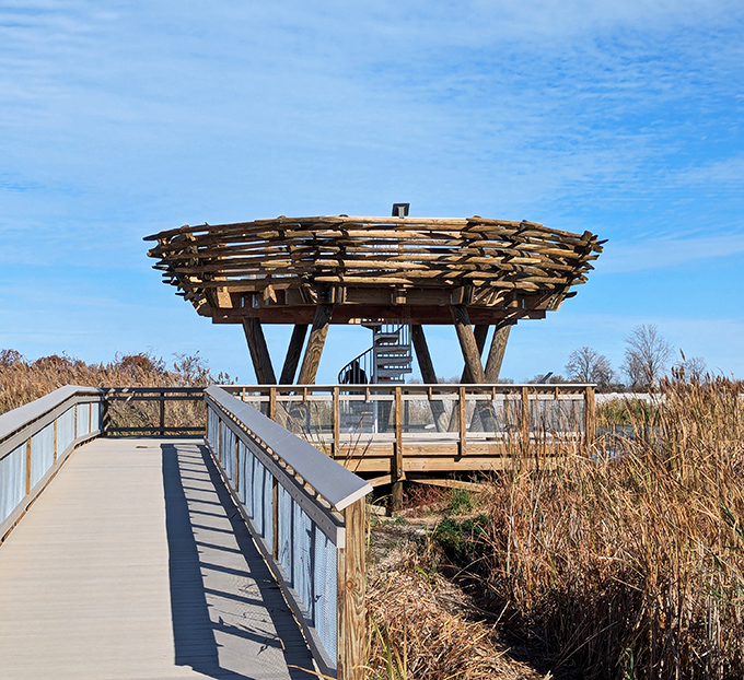 The observation tower rises from the wetlands like something from a storybook. Climb up for views that Instagram filters couldn't improve if they tried.