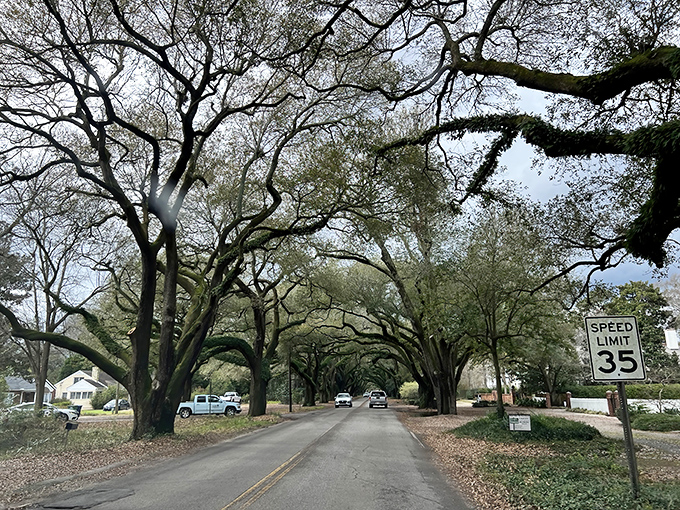These oak-lined streets aren't just Instagram backdrops&mdash;they're living monuments that have witnessed generations of Aiken history rolling beneath them.