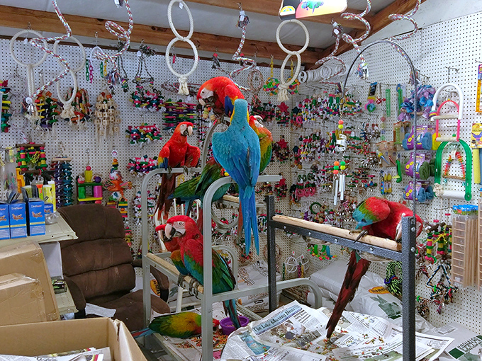 Not your average pet store display. These vibrant faux feathered friends have all the personality without any of the "who's going to clean the cage?" commitment.