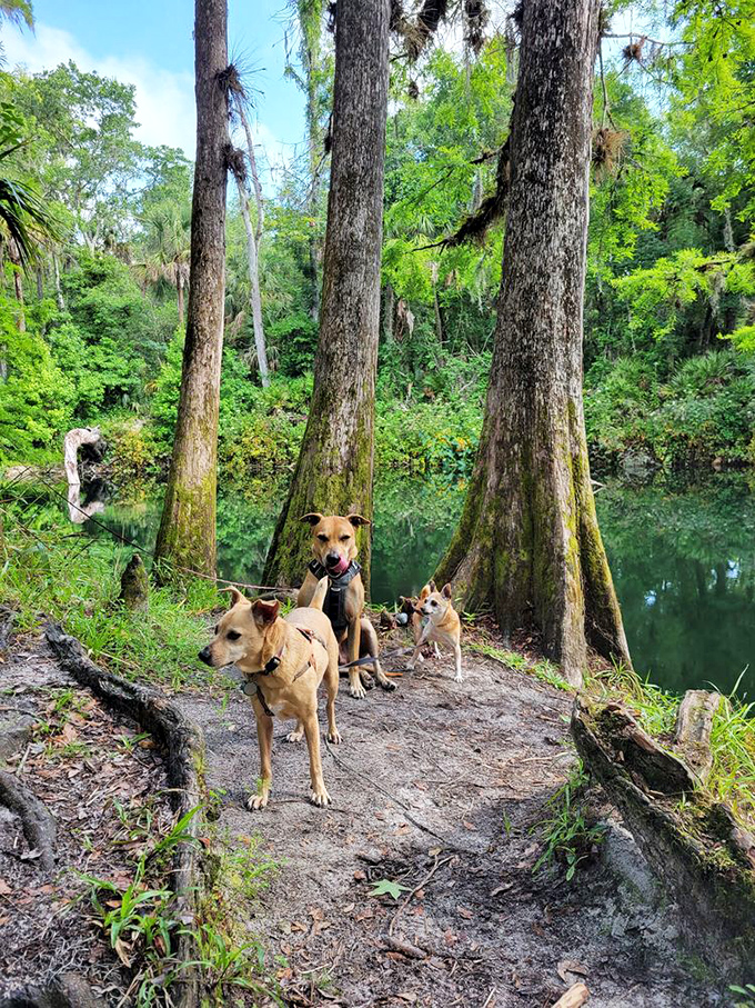 Four-legged hiking companions enjoying the trail&mdash;their expressions clearly saying, "Why aren't you humans as excited about all these smells?"