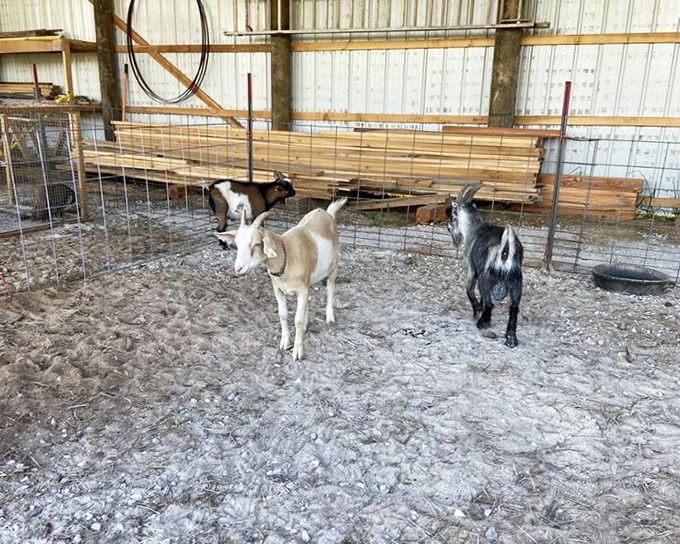 Even the goats know something special is happening here&mdash;they're just waiting for leftover dinner rolls like the rest of us.