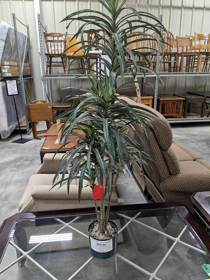 That artificial plant has probably witnessed more living room conversations than a therapist. The furniture section offers seating with stories to tell.