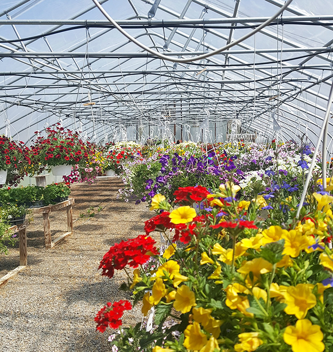 A greenhouse explosion of color and fragrance. Nature's jewelry store, where every bloom competes for your attention and garden space.