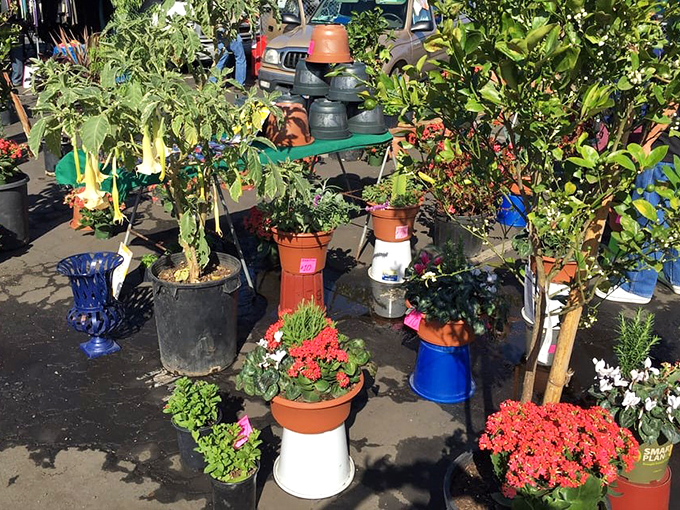 Garden dreams take root among these vibrant plants and flowers &ndash; instant backyard transformation without the garden center prices.