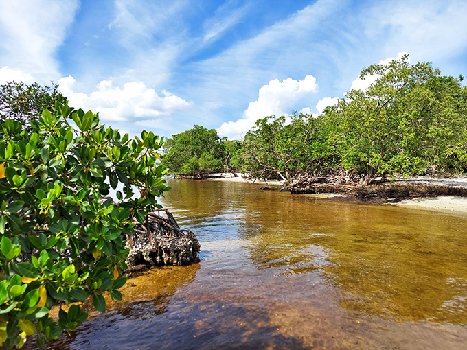 Mangroves meet clear waters in this natural paradise, where the boundary between land and sea becomes delightfully negotiable with each changing tide.