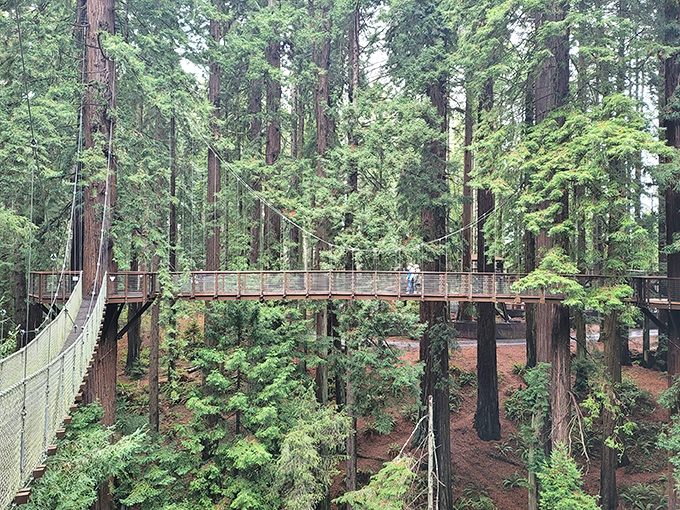 Sequoia Park Zoo's treetop walkway lets visitors experience the redwood canopy without having to channel their inner Tarzan&mdash;harnesses and athletic ability not required.