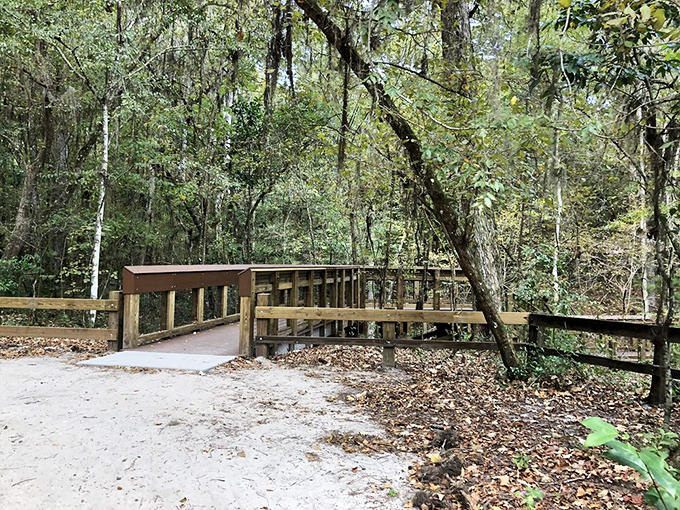 The beginning of the wooden boardwalk journey – where your calves start negotiating with your sense of adventure about what comes next.