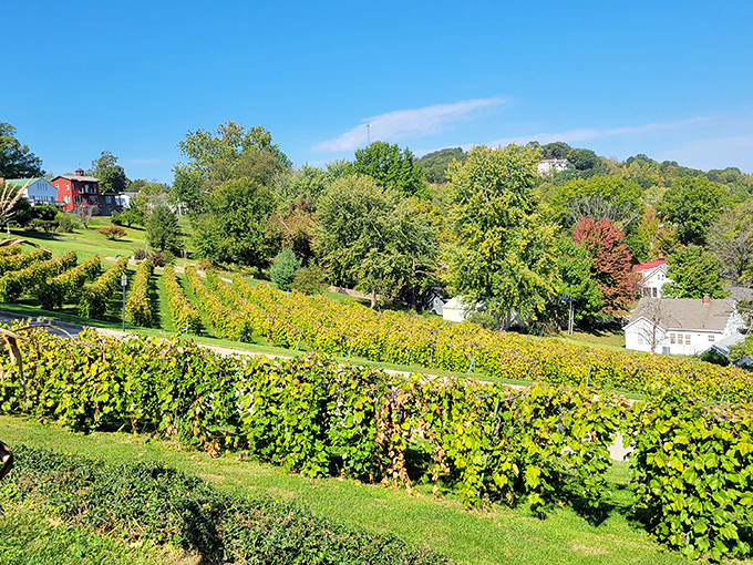Rows of grapevines cascade down Hermann's hillsides, soaking up sunshine and transforming it into award-winning wines that surprise even California connoisseurs.