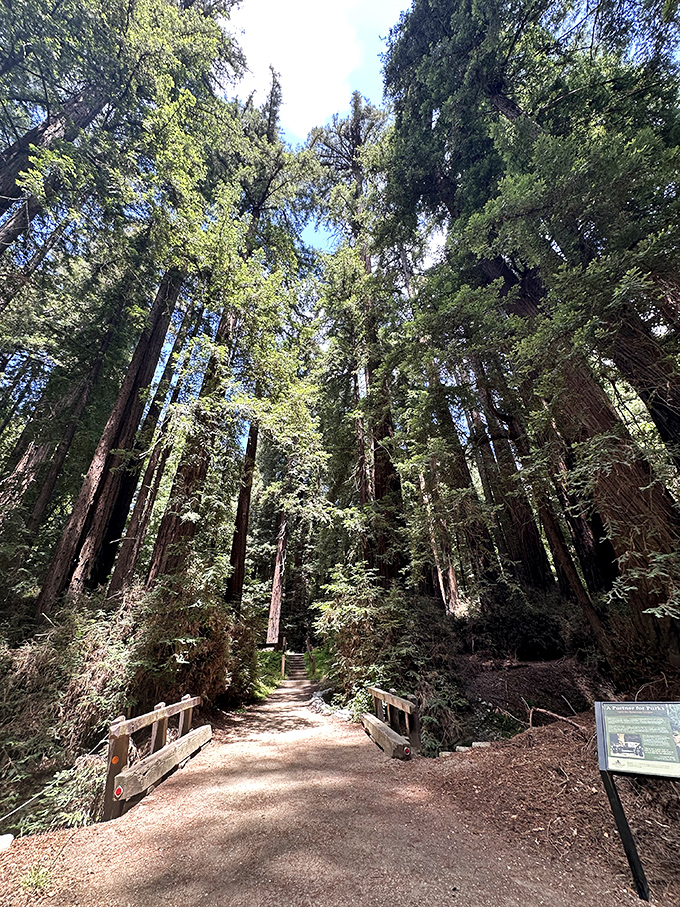 Looking up at these redwood giants gives you instant perspective on your problems. Standing among these ancient sentinels makes mortgage payments and deadlines seem delightfully insignificant.