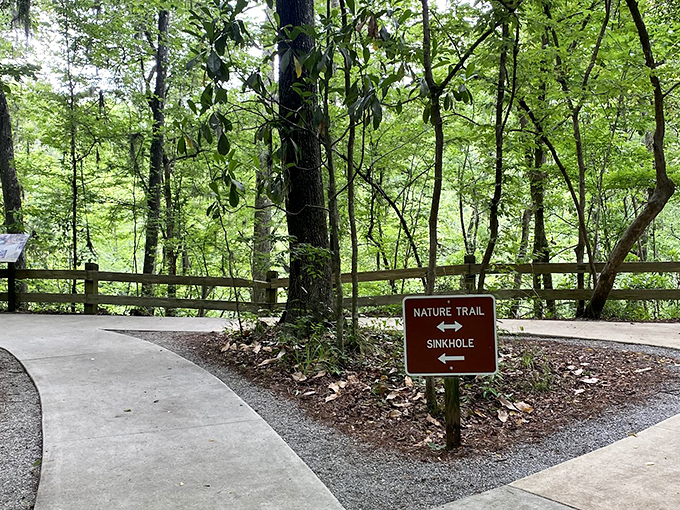 Choose your own adventure: nature trail or sinkhole exploration? In Florida's version of Robert Frost's diverging paths, both choices lead to wonder.