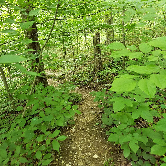 The path less traveled beckons with vibrant spring greenery. Robert Frost would approve of this particular fork in the woods.