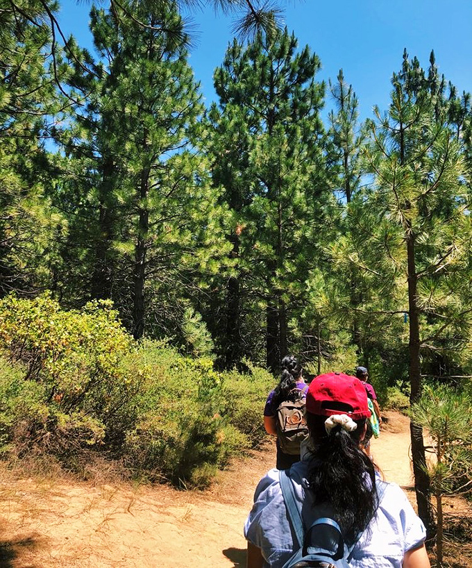 Forest bathing, California style. The dappled sunlight filtering through towering pines creates nature's own meditation app&mdash;no subscription required.