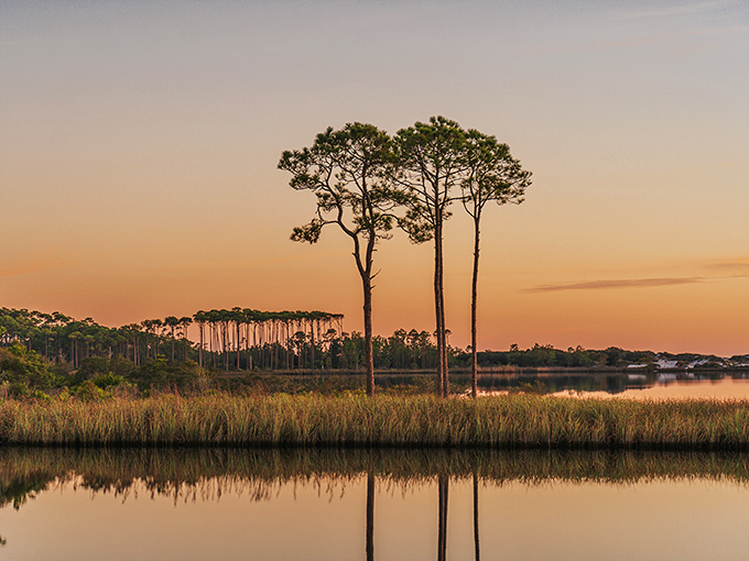 Twilight transforms Western Lake into a painting. Those pine trees standing sentinel at dusk create Florida's version of a Zen garden.
