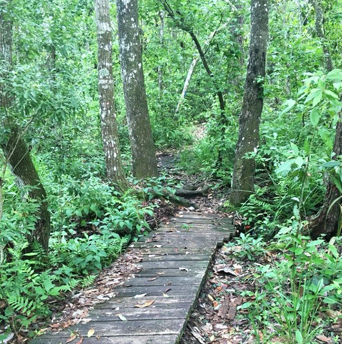 Wild Persimmon Trail beckons with Spanish moss curtains and the promise of Florida before the invention of air conditioning.
