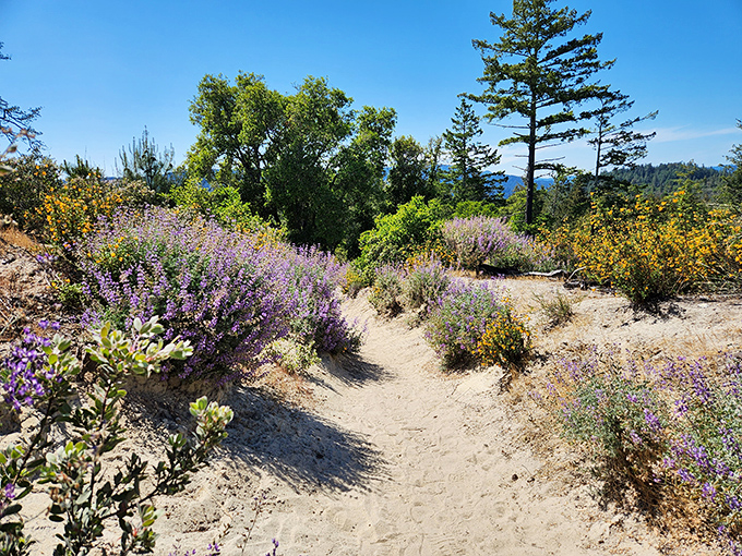 Purple wildflowers paint the trail edges like nature's own welcome committee. Even the bees seem to be saying, "Can you believe this view?"