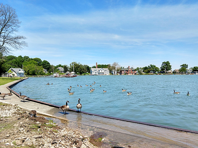 The local waterfowl committee holds its morning meeting. These Canadian geese didn't need passports either&mdash;nature's diplomats enjoying international waters.