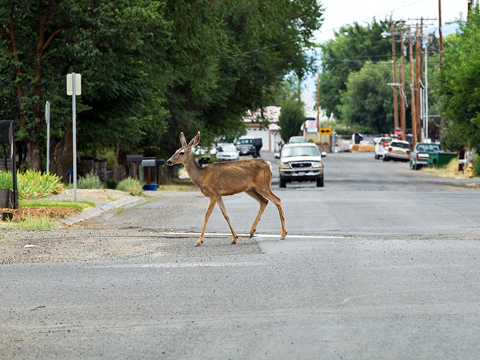 In Alturas, wildlife doesn't just mean Friday night at the local bar&mdash;deer casually use crosswalks while maintaining better pedestrian etiquette than most humans.