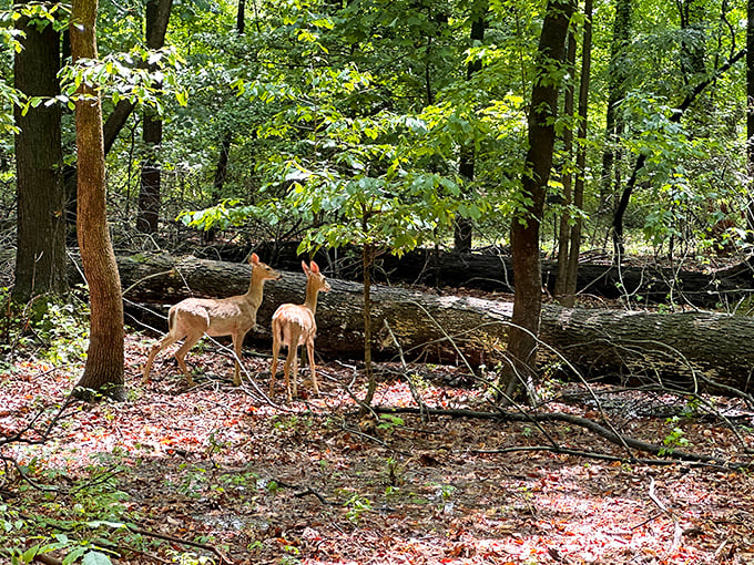Two deer, caught mid-conversation: "Is that human taking our picture for Instagram?" Wildlife encounters at Bellevue happen when you least expect them.
