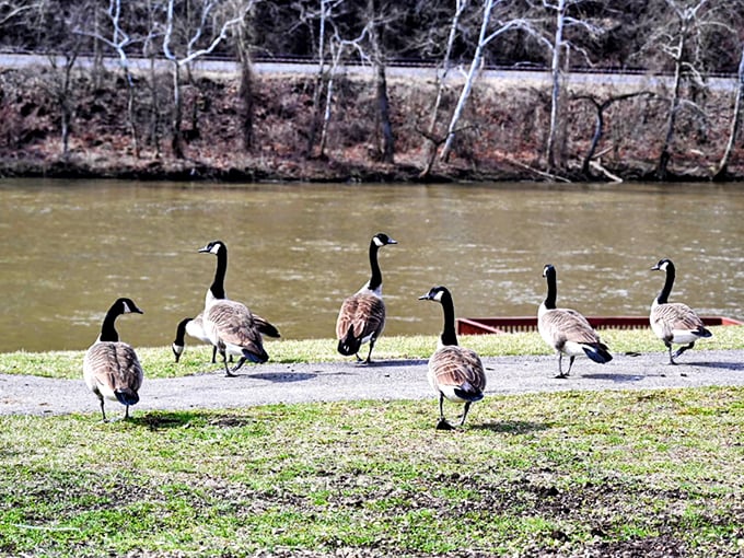 Canada geese, nature's opinionated neighbors, strut along the riverbank like they own the place. In New Brighton, even the wildlife seems confident.