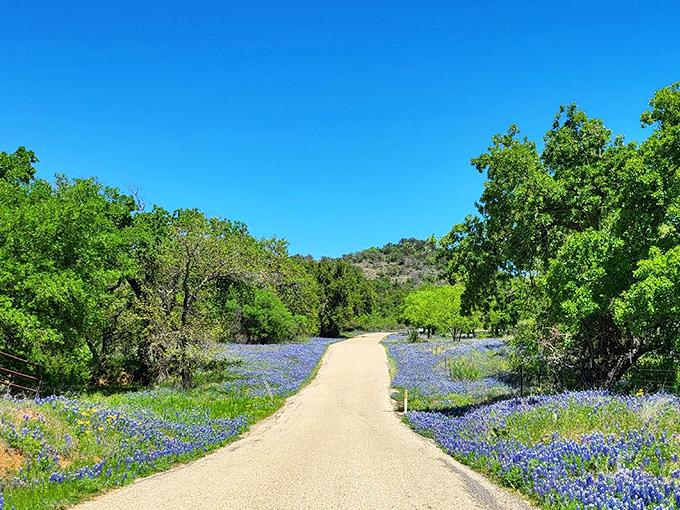 The Willow City Loop's bluebonnet-lined paths are nature's version of a red carpet, rolling out Texas hospitality in vibrant blue.