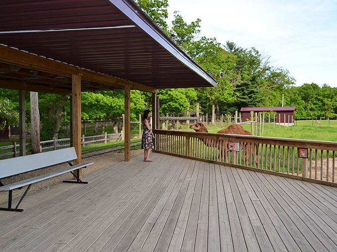 A peaceful moment with nature at the animal viewing deck. Wisconsin Dells: where you can feed deer and ride waterslides in the same afternoon.