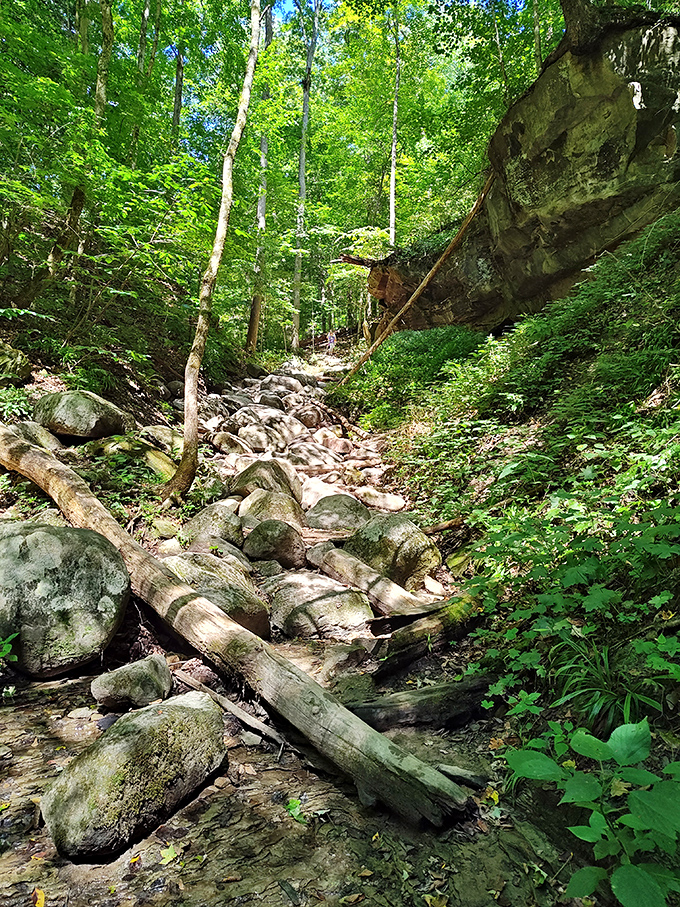 A rocky stream bed that looks deceptively simple until you're halfway across, balancing like a tightrope walker with considerably less grace and far damper socks.