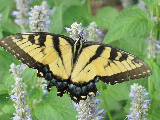 Nature's fighter jet, refueling mid-flight. This swallowtail butterfly dresses better for casual outings than most of us do for weddings.