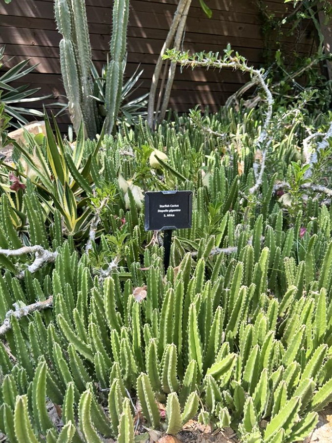 Desert beauties that thrive in Florida's humidity, defying everything you thought about plant geography.