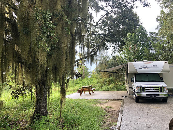 Camping with a side of Spanish moss. Park your temporary home under ancient trees that have stories older than your grandparents.
