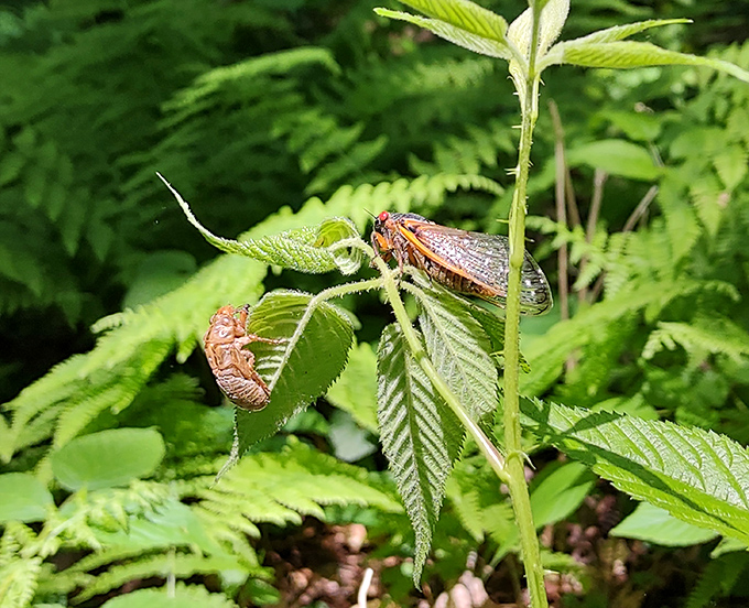 These cicadas aren't just bugs &ndash; they're living time capsules emerging after years underground, nature's own "remember when" moment.
