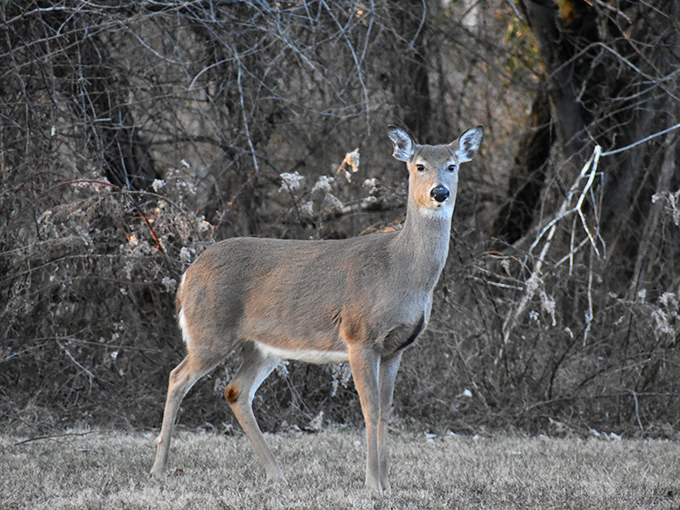 This deer paused just long enough for its portrait, a reminder that we're merely visitors in a home that belongs to many.