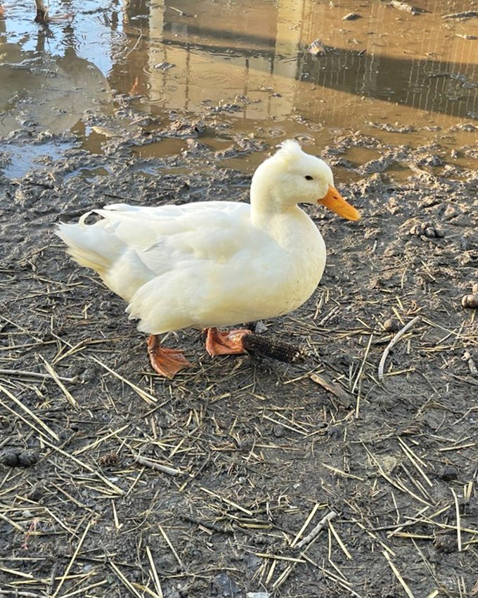 This duck struts around like he owns the place, and honestly, with that confident waddle, who are we to argue?