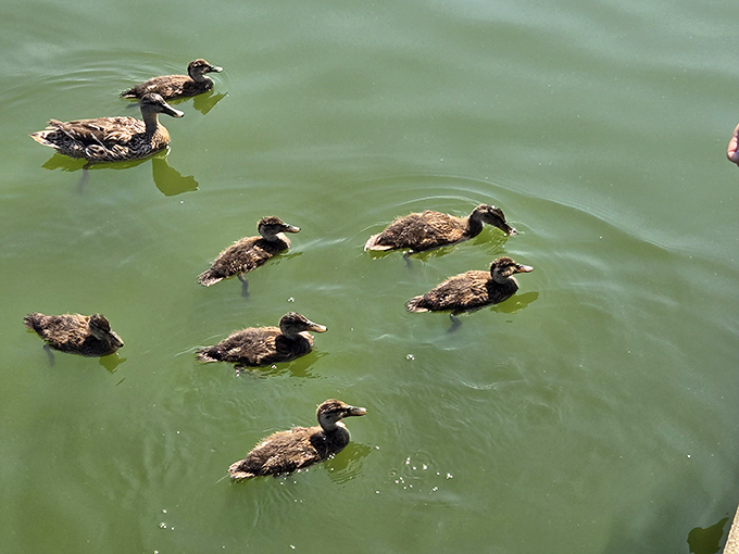 Duck family outing in full swing. Nature's version of a minivan, where everyone asks "are we there yet?" without saying a word.