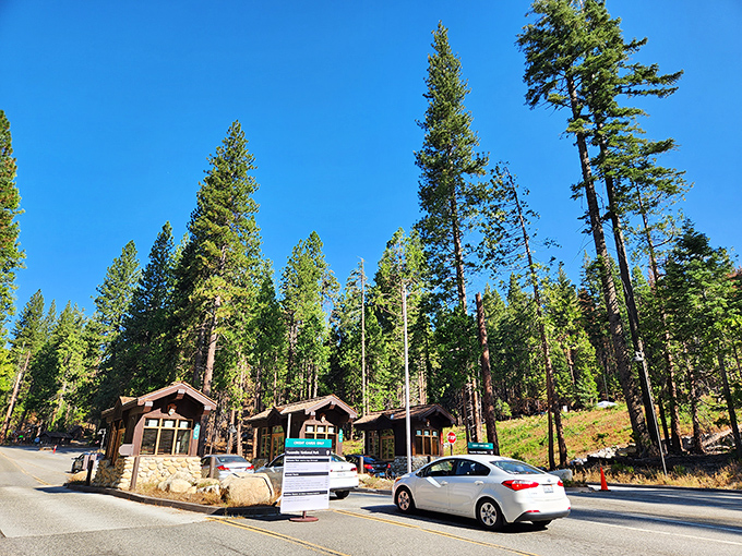Woodland welcome committee! These rustic cabins nestled among towering pines look like they're hosting a secret meeting of forest spirits. 
