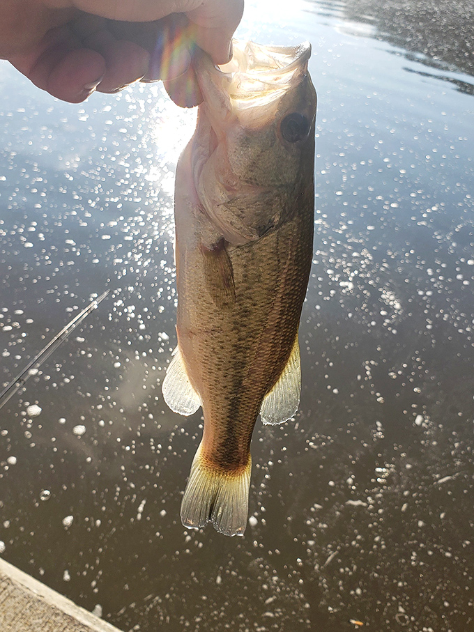 
"I caught you a delicious bass"&mdash;Napoleon Dynamite would approve of Mt. Gilead's fishing opportunities that deliver actual results.