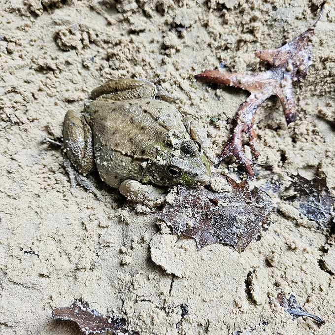 "Excuse me, I was promised a prince?" This camouflaged frog blends perfectly with the canyon floor, waiting for its fairy tale moment.