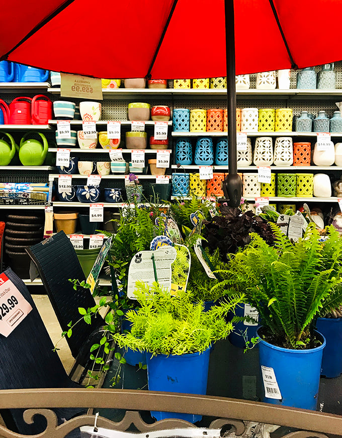 Garden dreams bloom in the seasonal section. These vibrant plants and decorative pots bring Pinterest boards to life without the usual sticker shock.