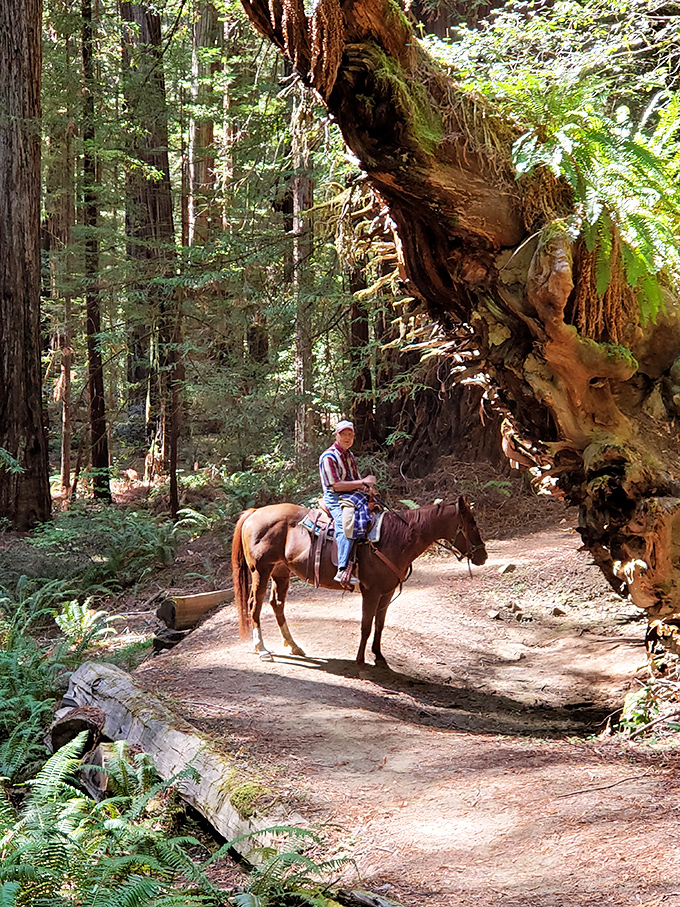 Horseback riding through redwood country&mdash;the original eco-friendly tour vehicle. This trail rider experiences the forest at the perfect pace.