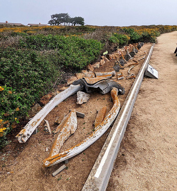 Whale bones tell ancient tales of the sea, arranged like nature's own museum installation along the path.