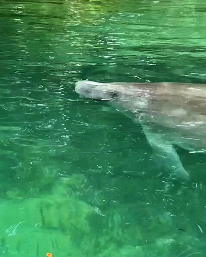 A gentle giant glides through emerald waters. Manatees move with the unhurried grace of someone who has absolutely nowhere important to be.